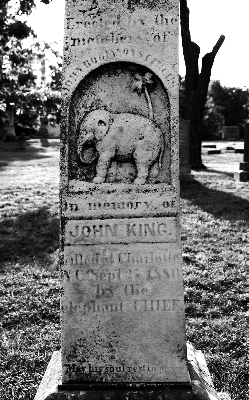 Old Chief the stuffed Elephant remembered at UC, 1902, University of ...