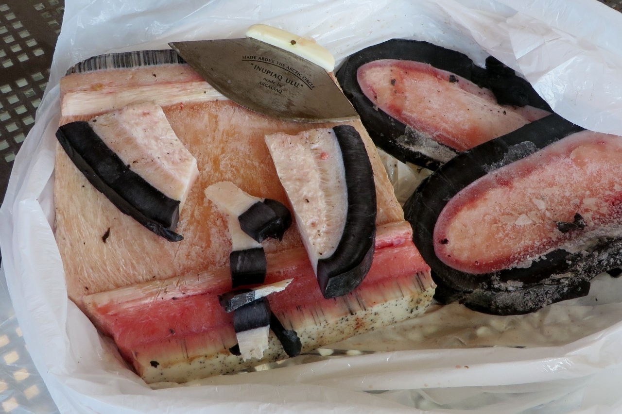 Tundra to table, University of Cincinnati