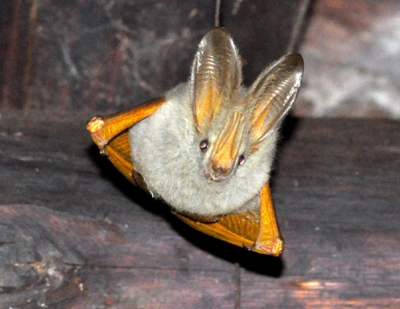 Bat drones to the rescue, University of Cincinnati