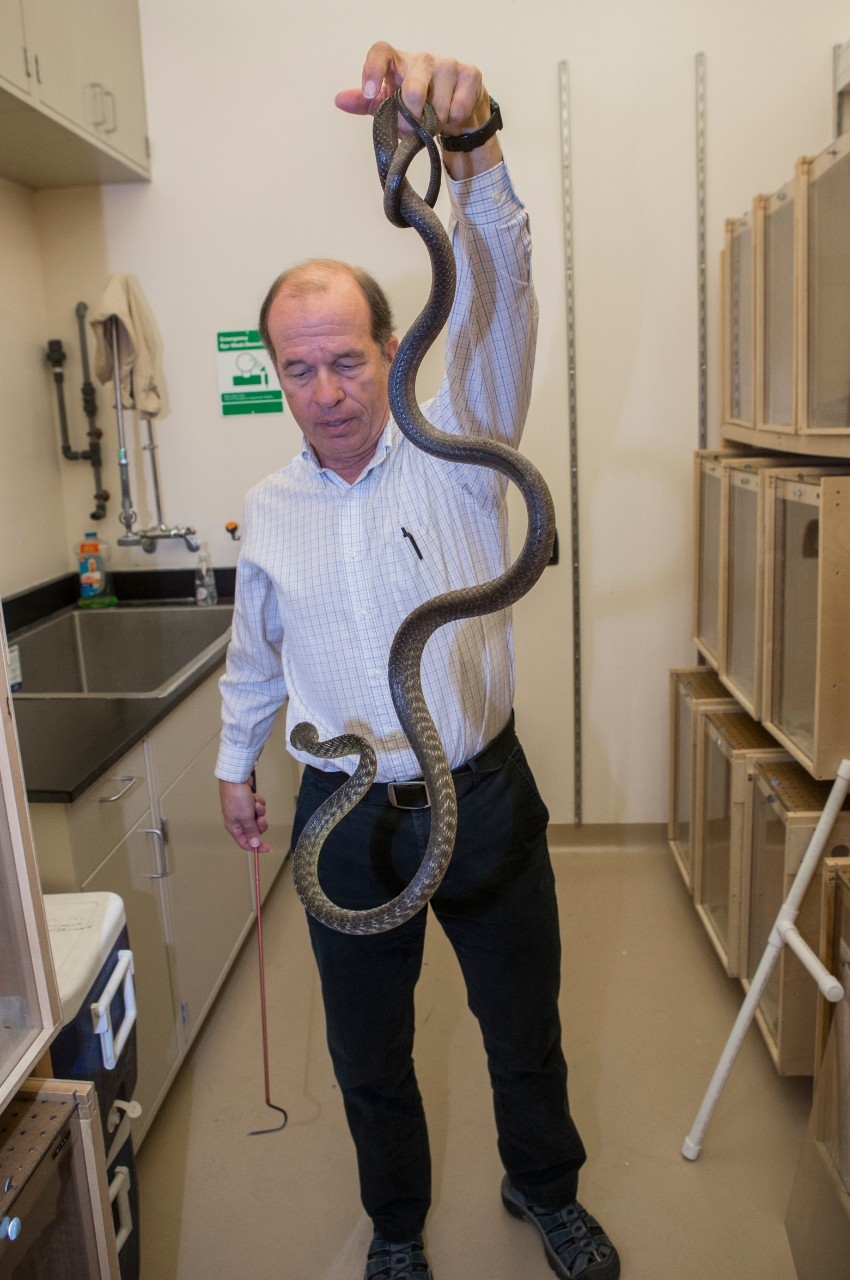 Whither the slither?, University of Cincinnati