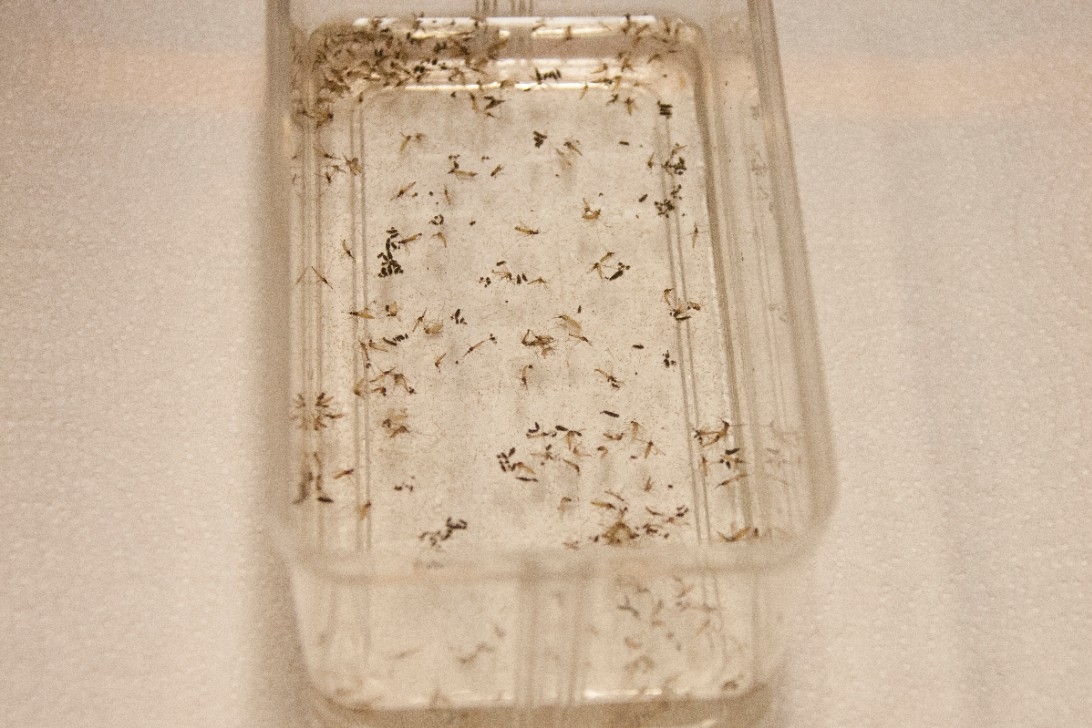 Mosquitoes bite when thirsty, too, University of Cincinnati