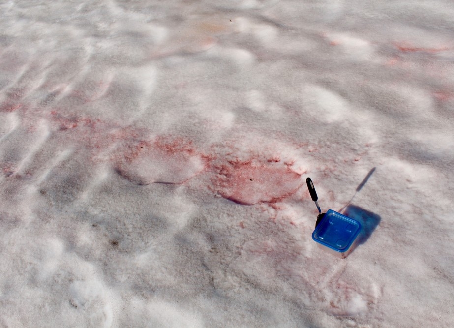 Pink snow, University of Cincinnati
