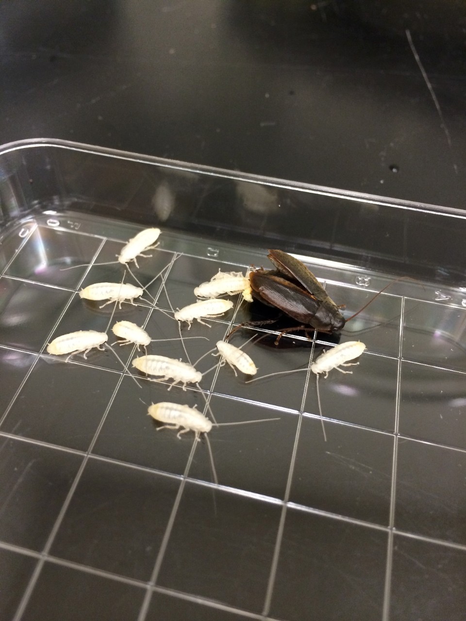 Study of a pregnant cockroach paves a new direction in genetics ...