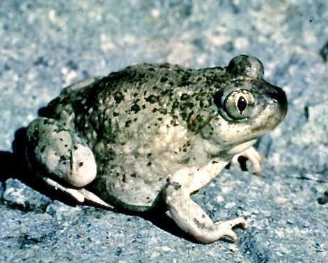 Toads get the jump on evolution, University of Cincinnati