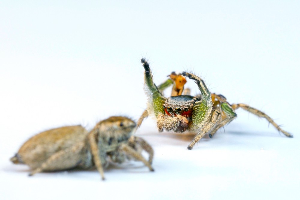 Tiny dancers, University of Cincinnati