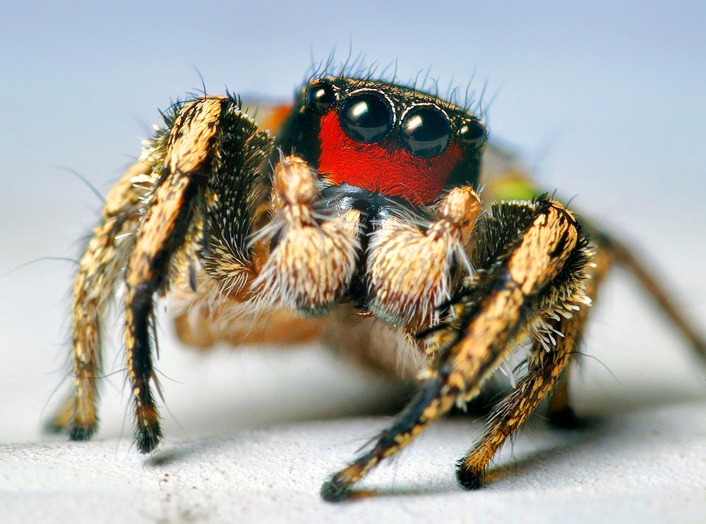 Red Fuzzy Spider