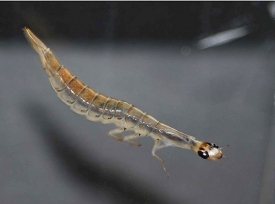 University of Cincinnati Campus News, University of Cincinnati